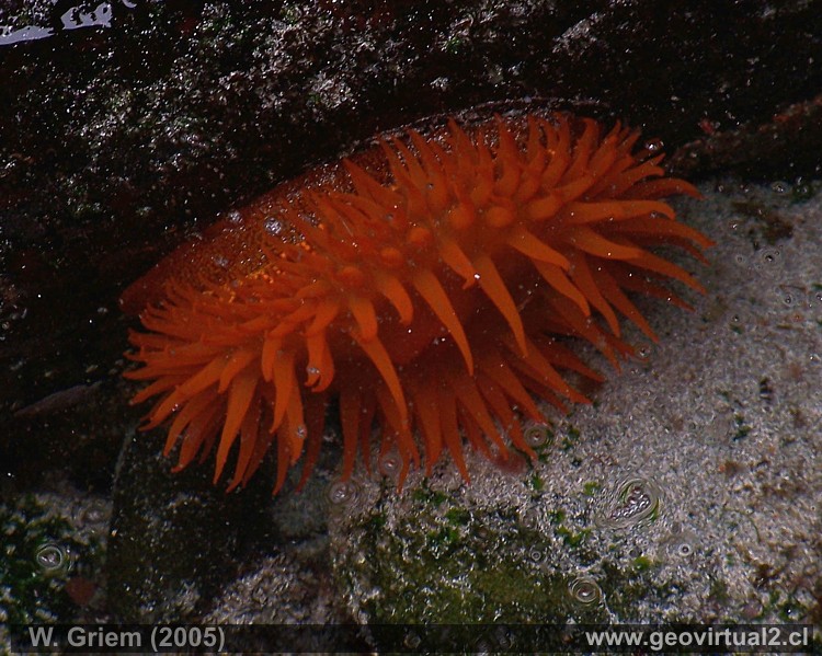 Animales de Atacama: Anémona del mar