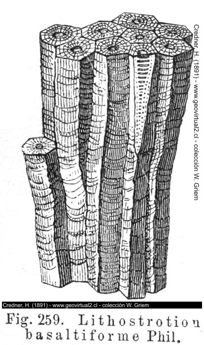 CREDNER (1891): Lithostrotion basaltiforme