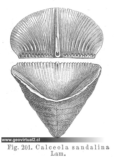 CREDNER (1891): Calceola de Credner