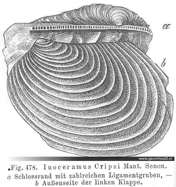 CREDNER (1891): Lamelibranquios, Inoceramus Cripsi