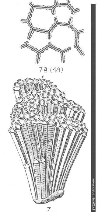 E. Fraas (1910): Corales: Favosites basaltiformes (Favosites basalticus)