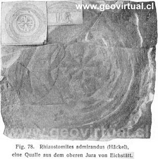E. Fraas (1910): Rhizostomites admirandus