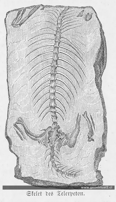 Julius Lippert (1878): "Telerpeton" o Leptopleuron