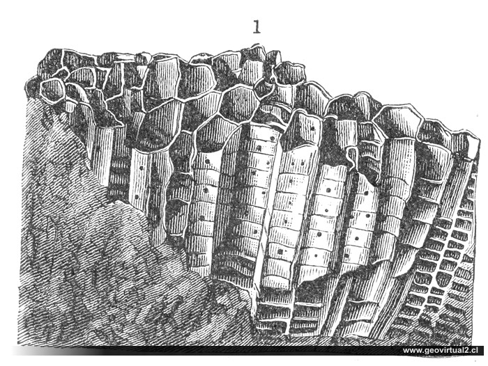 M. Neumayr & V. Uhlig (1897): Favosites gotlandicus