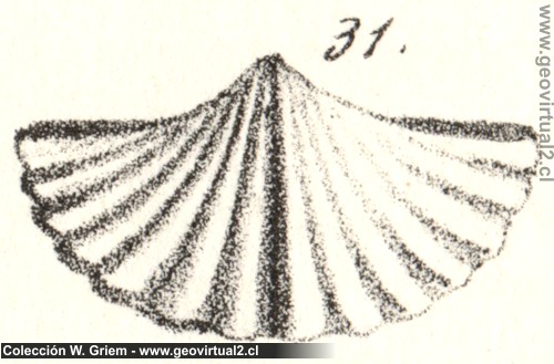 Fr. Quenstedt (1852): Sperifera, Spiriferina fragilis
